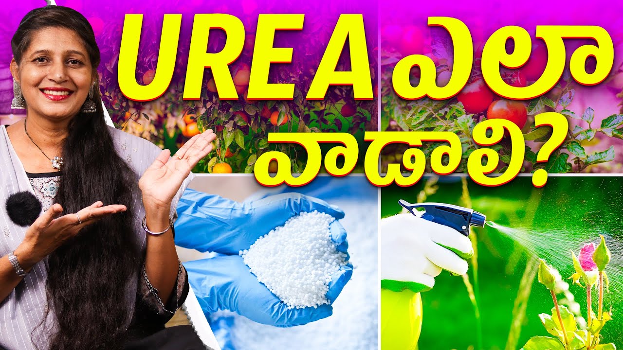 🔴UREA ఎలా వాడాలి? | Correct Way to Use Urea for Plants 🌿 | Terrace ...