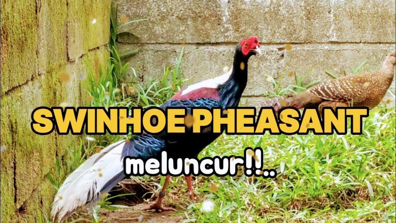 MAHASVIN FARM TANGKAP SWINHOE PHEASANT - YouTube