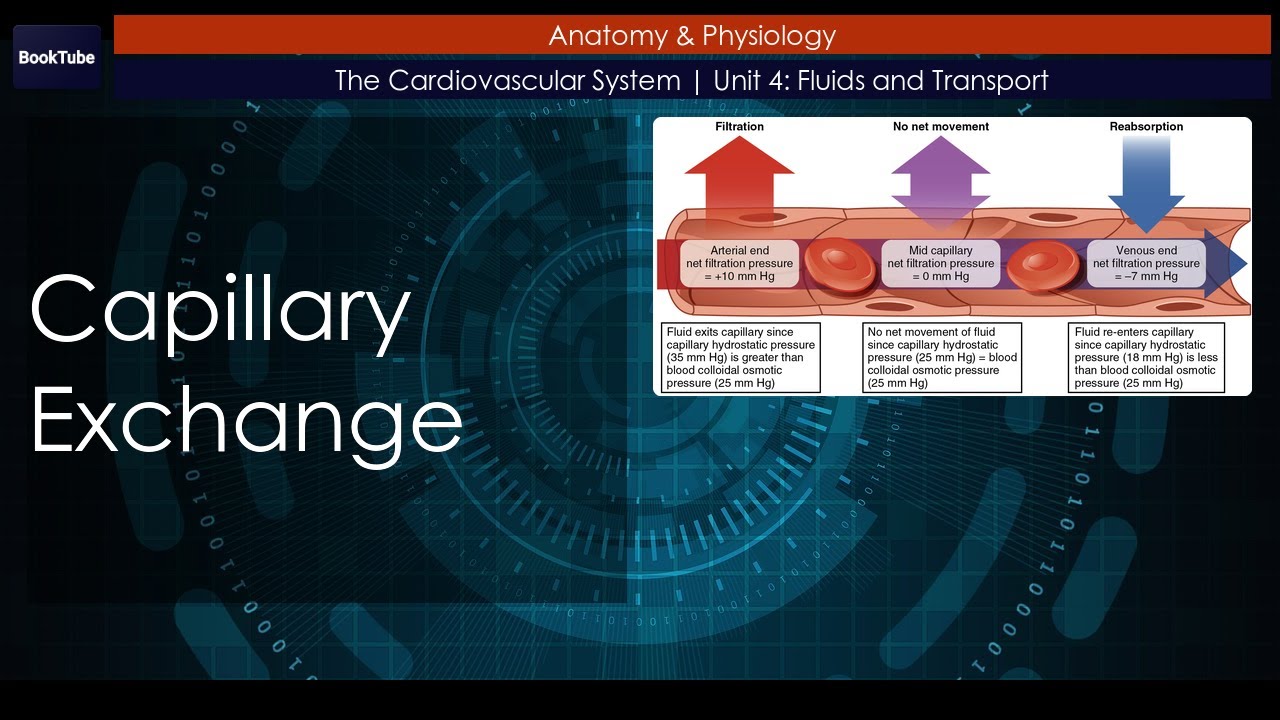 Capillary Exchange | The Cardiovascular System: Blood Vessels and ...