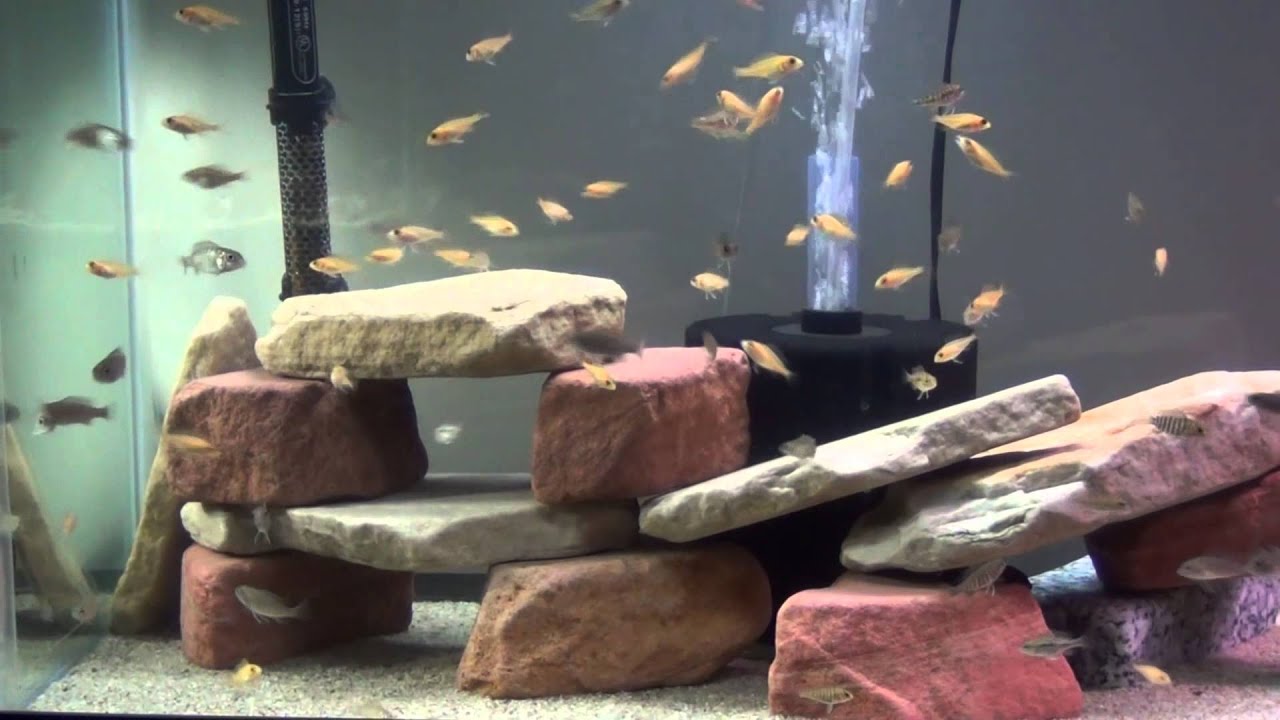 40 Gallon Long Peacock Fry Tank + Updates - YouTube