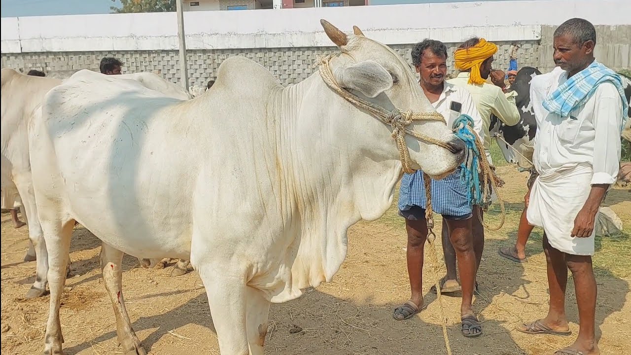 దేవరకద్ర సంతలో భారీ సైజులో ఉన్న సూడి ఆవు | Biggest cow | cow prices ...