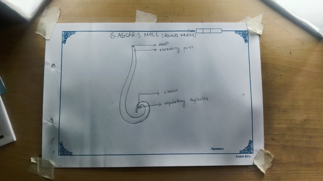 #Intermediate #118 zoology practical record. How to draw Ascaris male ...