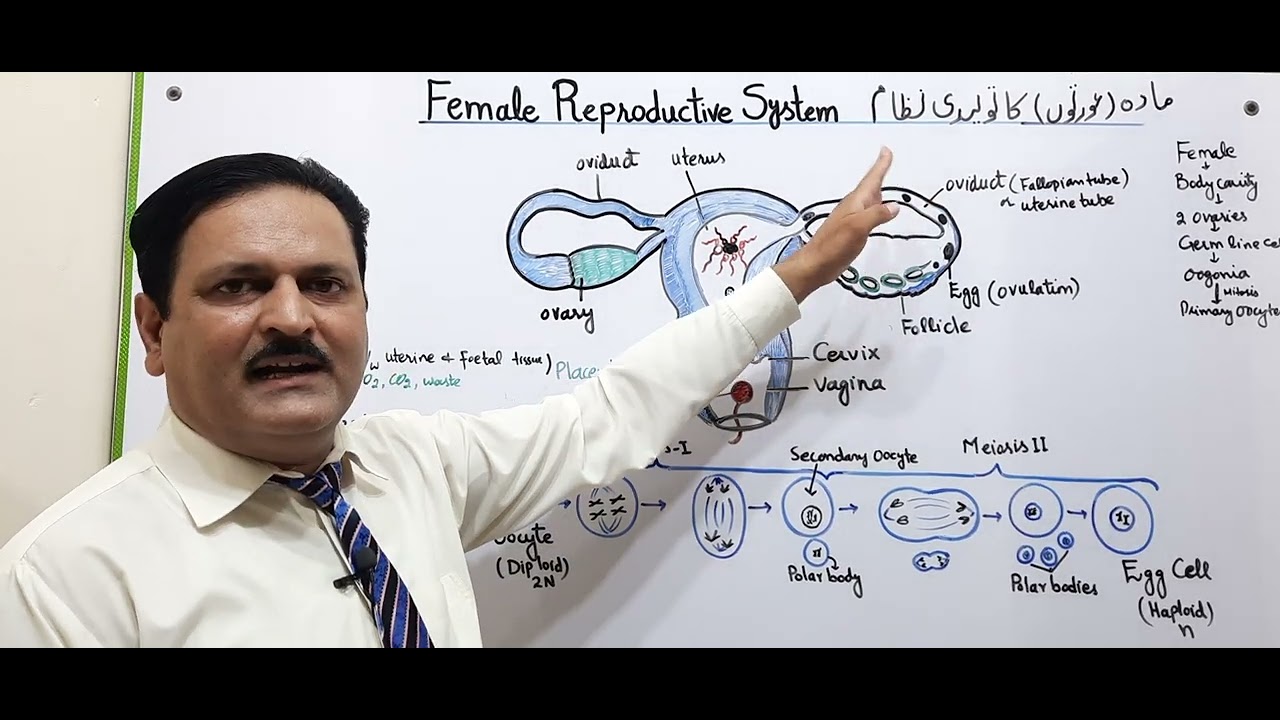 Baby formation in female||Female Reproductive system||Oogenesis ...