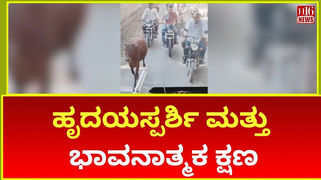 Cow Attends Funeral of Woman Who Fed It Daily Heartwarming and ...