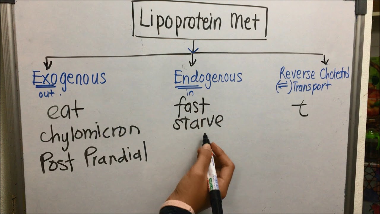 Intro to Lipid Metabolism & Exogenous Pathway - YouTube