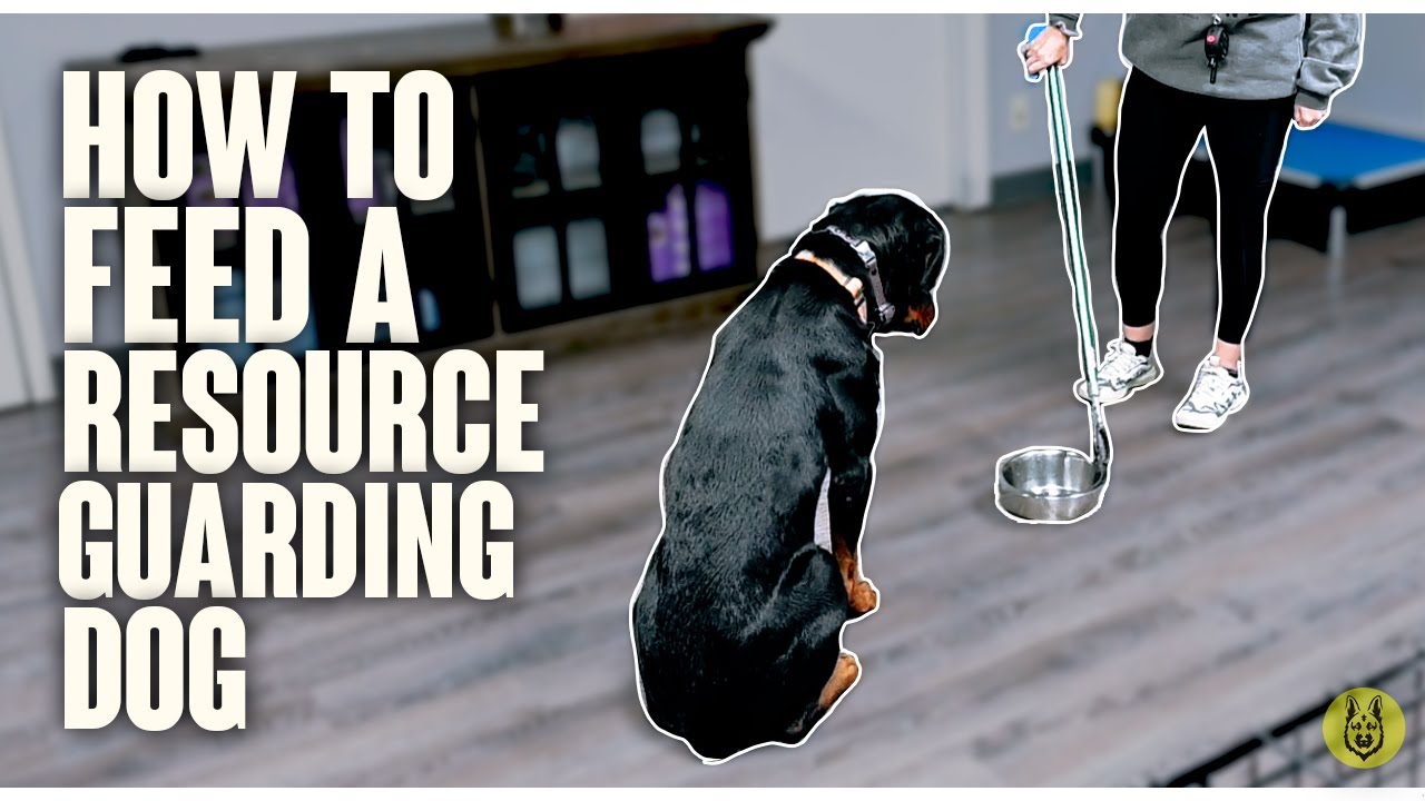How To Feed A Resource Guarding Dog - YouTube