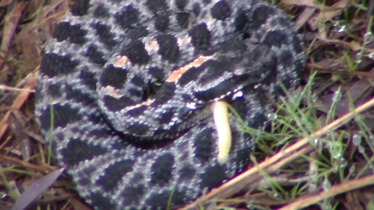 APEX PREDATOR - home of the reptiles - YouTube