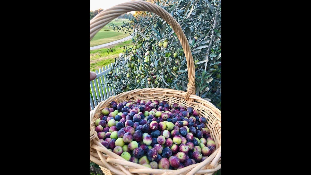 How to make olive oil at home - YouTube