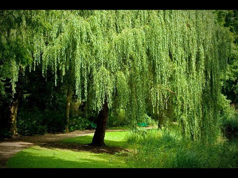 Cult of Trees on the Balkan Peninsula - YouTube