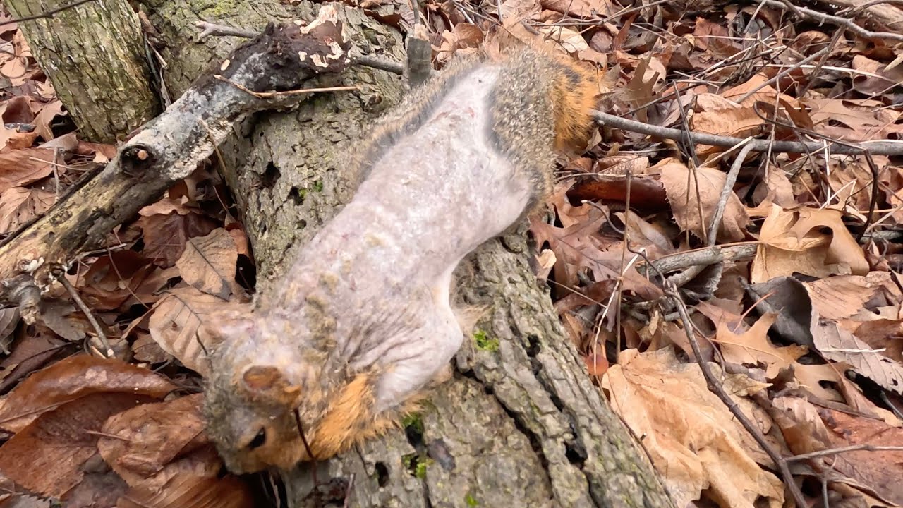Zombie Squirrel Catch Clean and Cook!? (How to clean a Squirrel) - YouTube