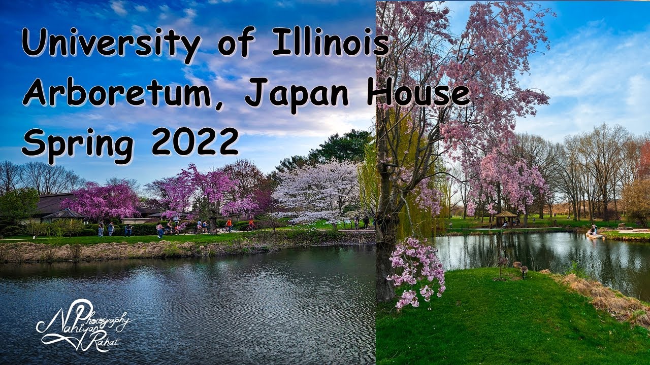 Cherry blossom | April 2022 | University of Illinois Arboretum | 4k UHD ...