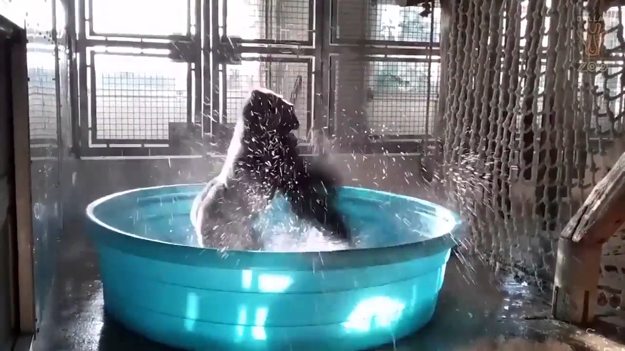 Gorilla Epic Water Dance to 'Maniac' - YouTube