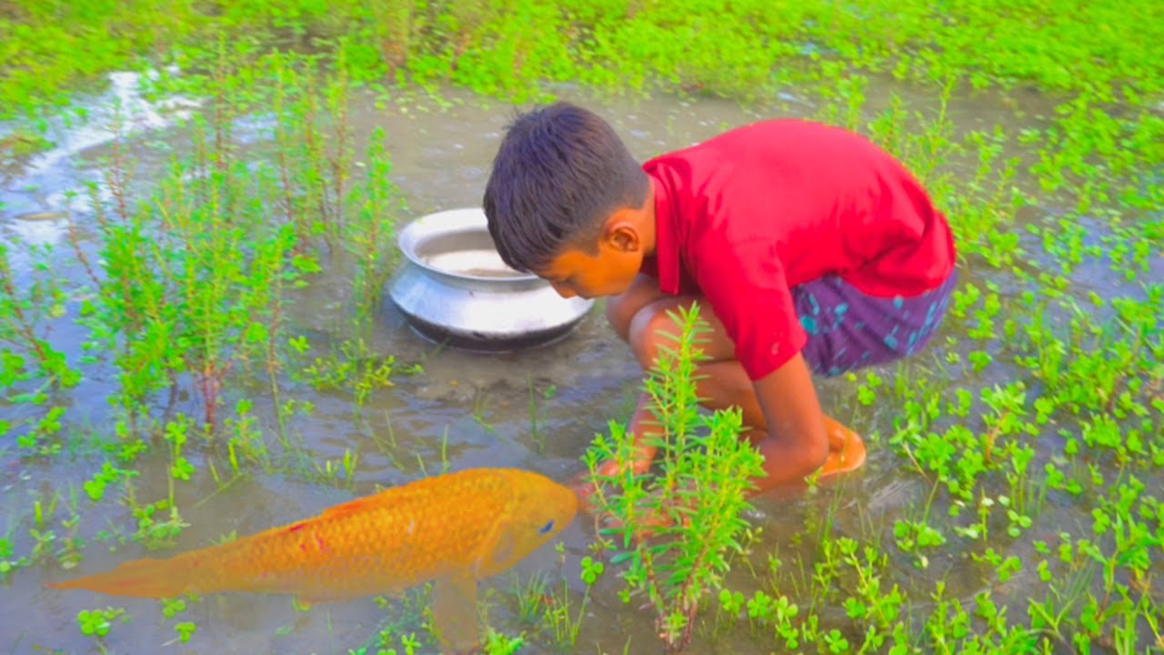 amazing hand fishing - amazing boy catching fish by hand - hand fishing ...
