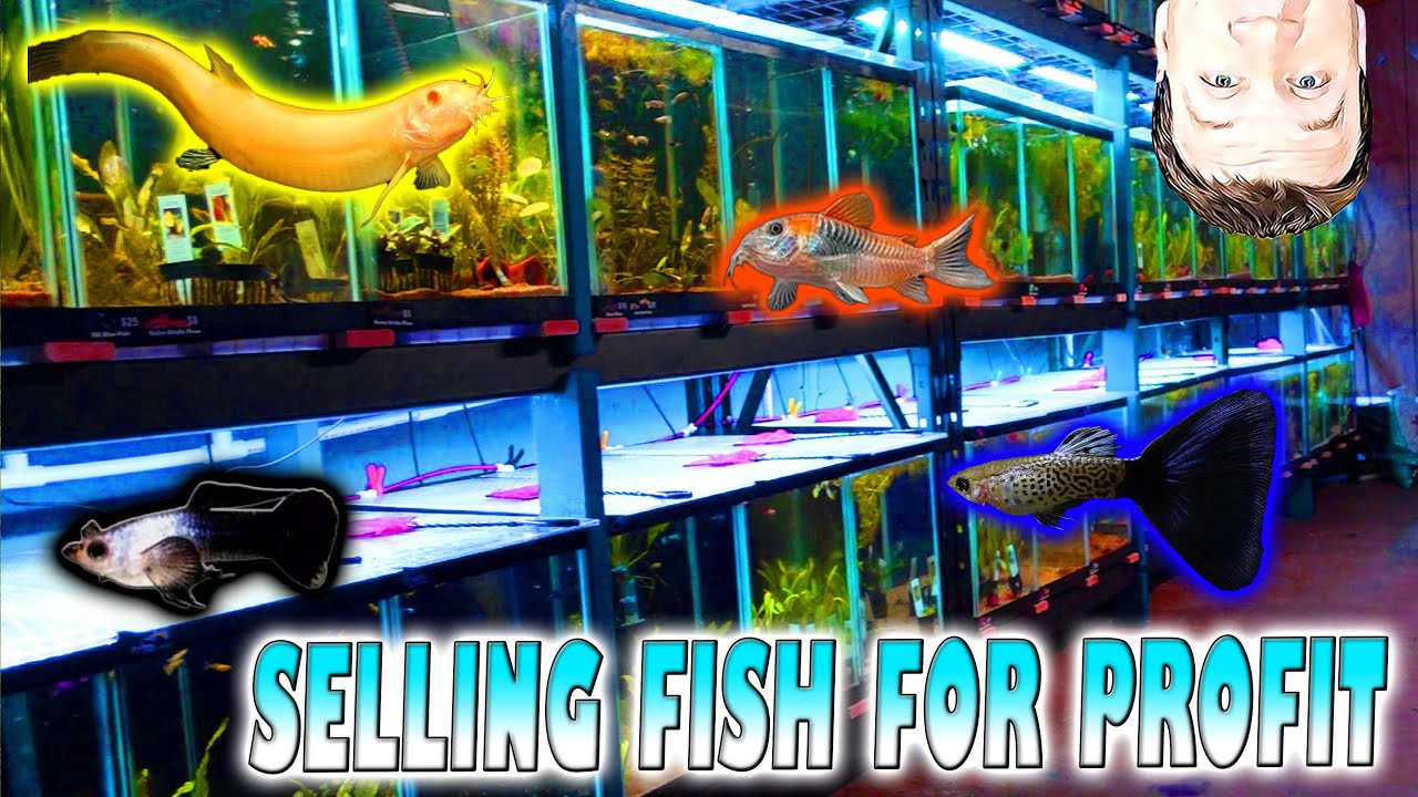 Selling Fish For Profit: My Local Fish Store - YouTube