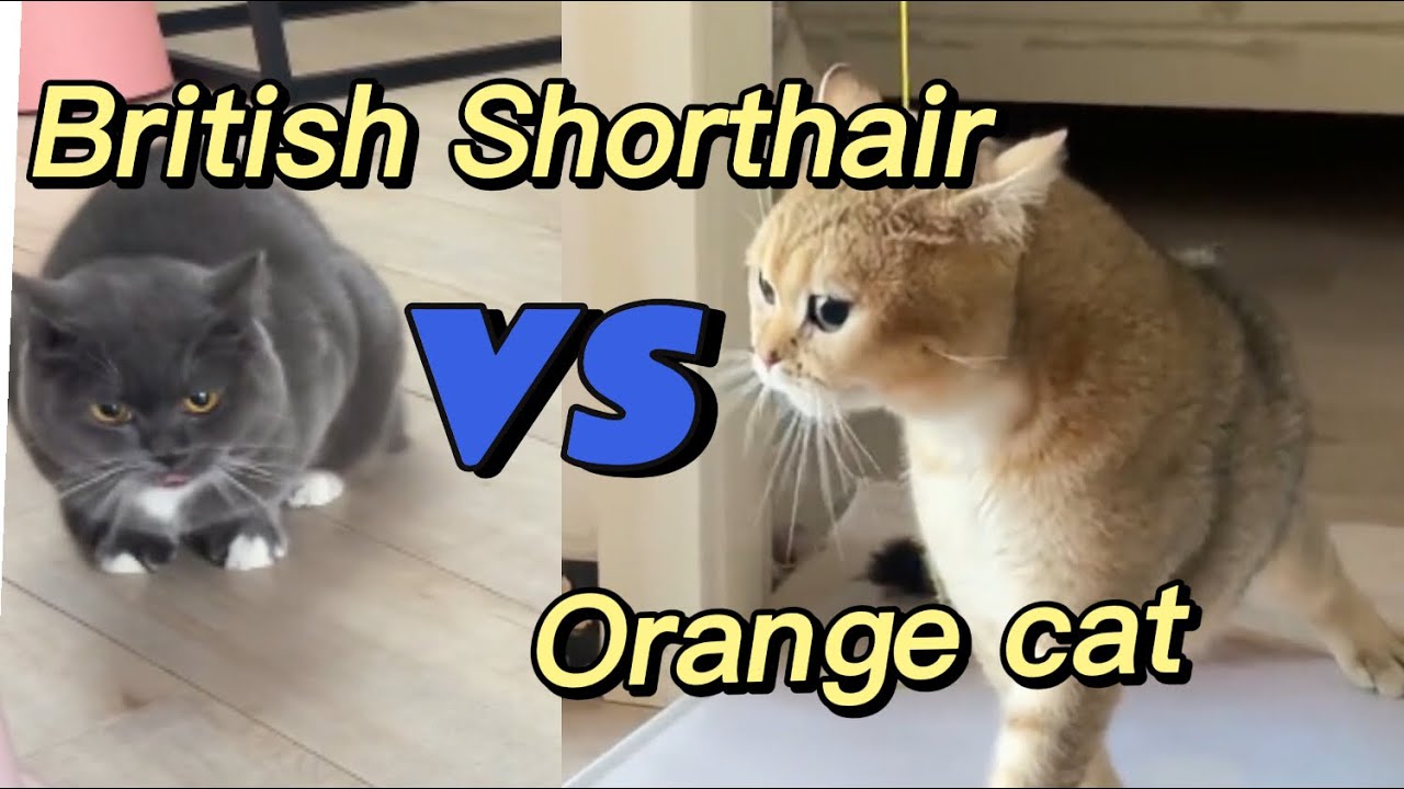 The war between two cats.Cats are stressed when quarreling？ - YouTube