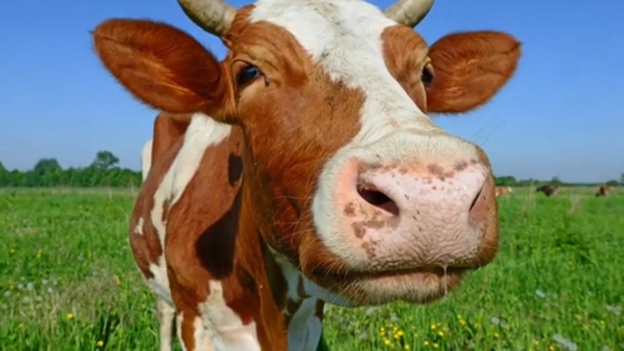 pictures cow sounds video animal effect of cows realistic sound effects ...