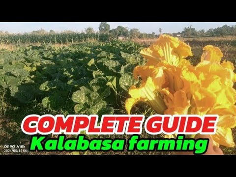 COMPLETE GUIDE || KALABASA || FARMING - YouTube