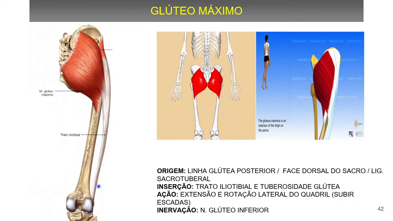 Linha Glutea Anterior