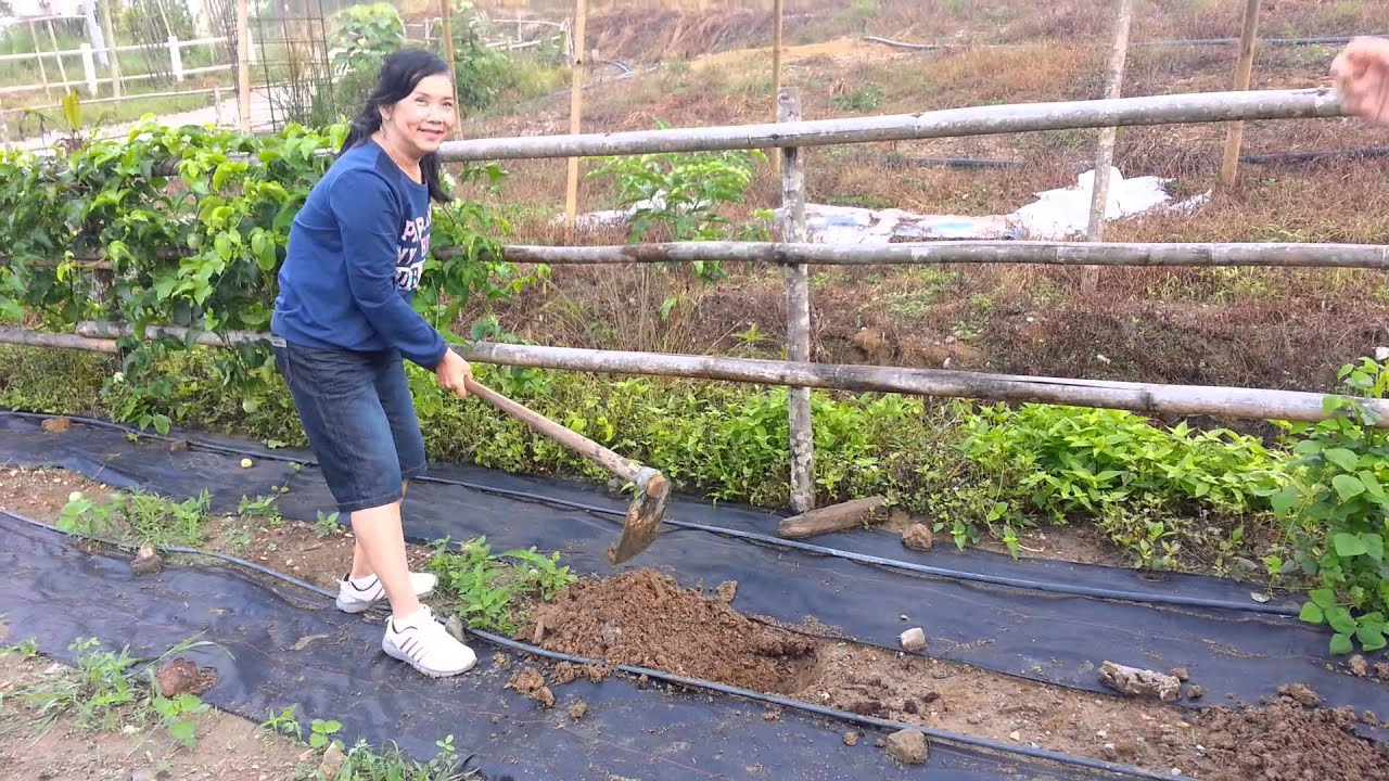GY HAPPY FARM BENTONG 0192282728 文冬 开心农场 20150502 082049 - YouTube