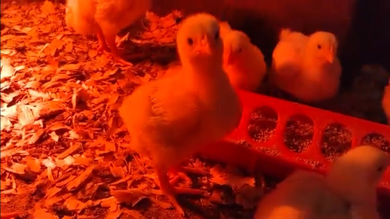 1 Week old broiler chickens - YouTube