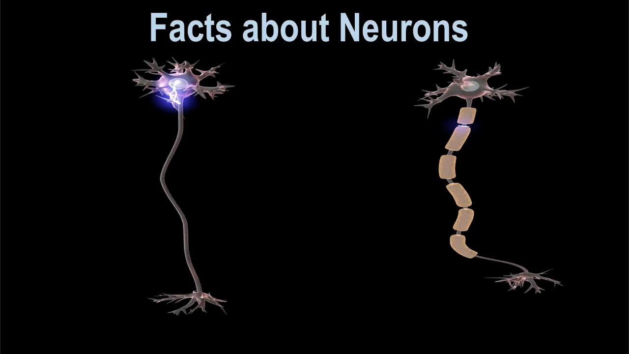 Facts About Neurons - YouTube