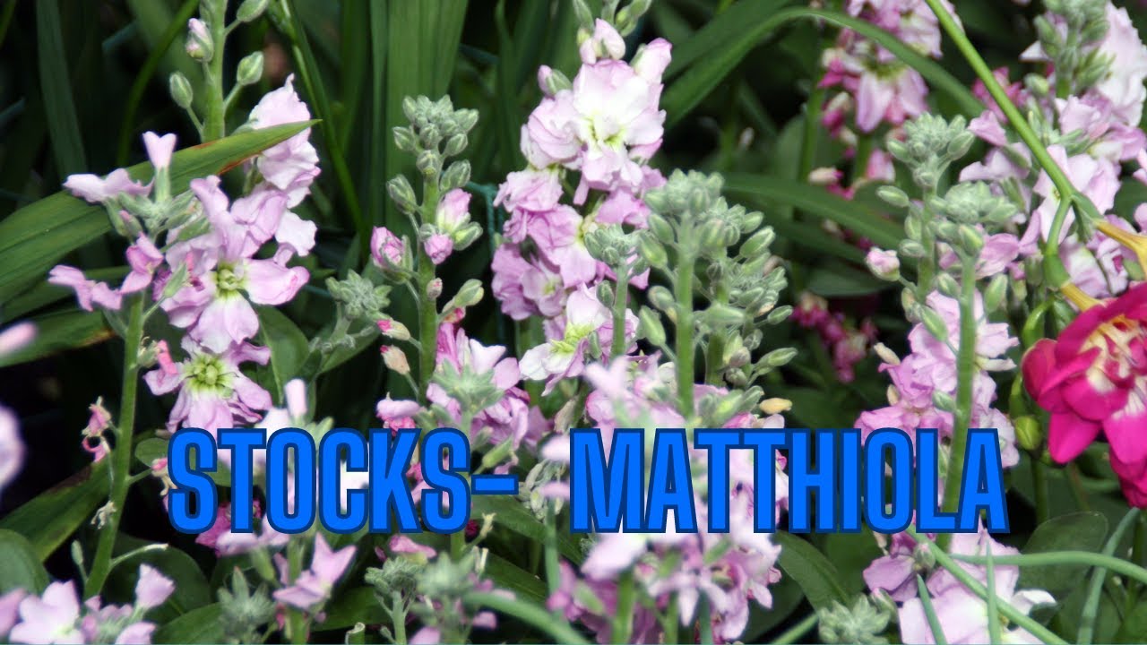 Stocks-Matthiola - YouTube