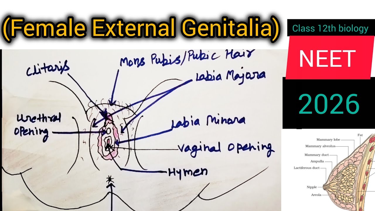 Female External Genitalia Neet Biology Class 12th Biology Youtube