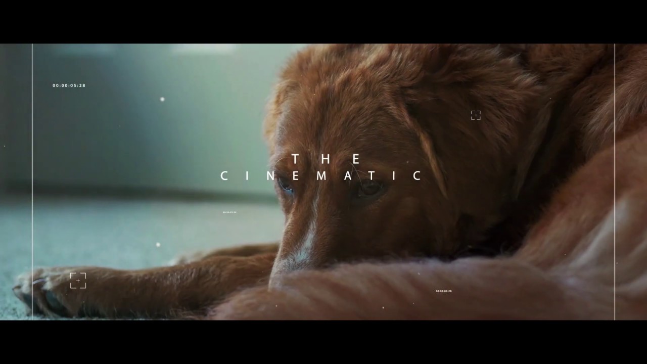 Animals | CINEMATIC VIDEO - YouTube
