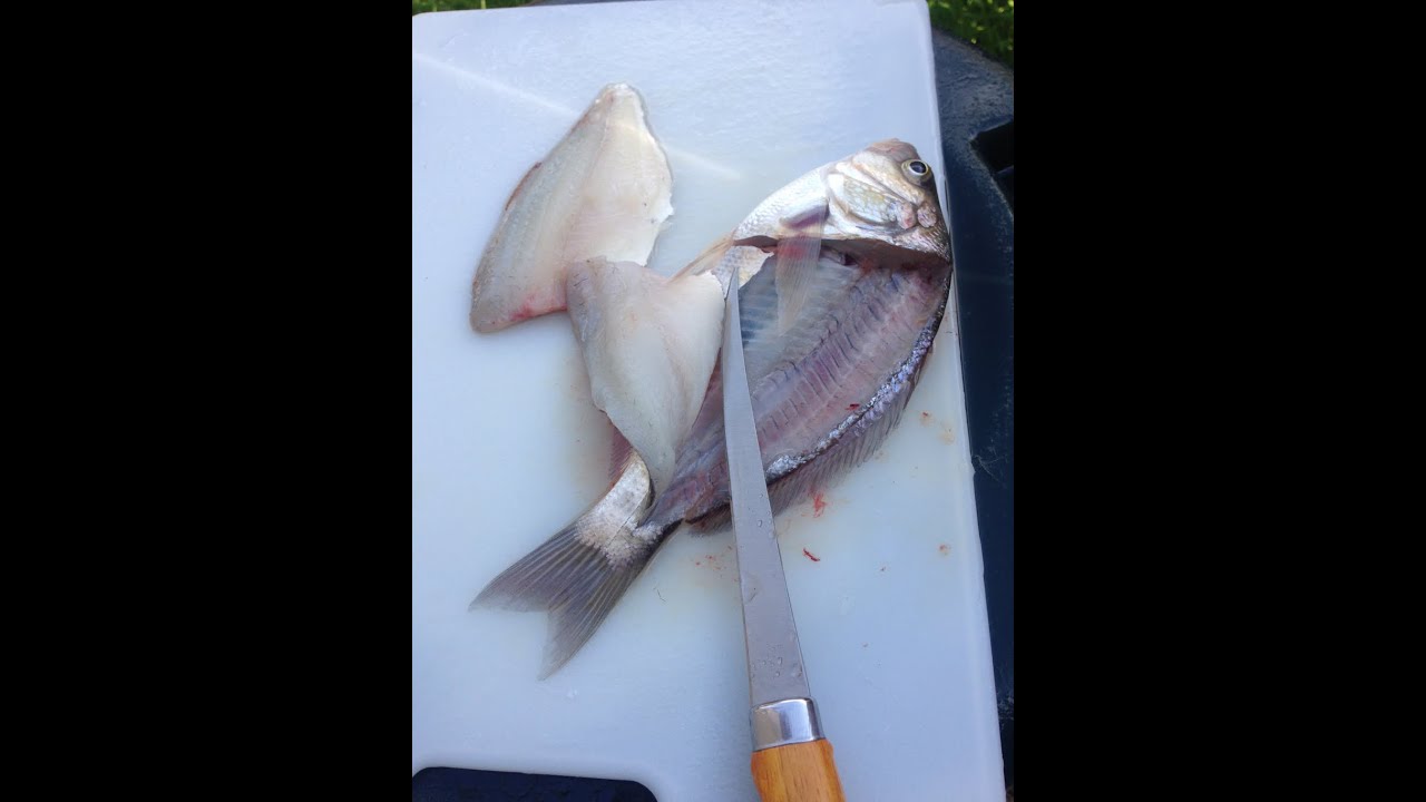 HOW TO FILLET A SURF PERCH - YouTube