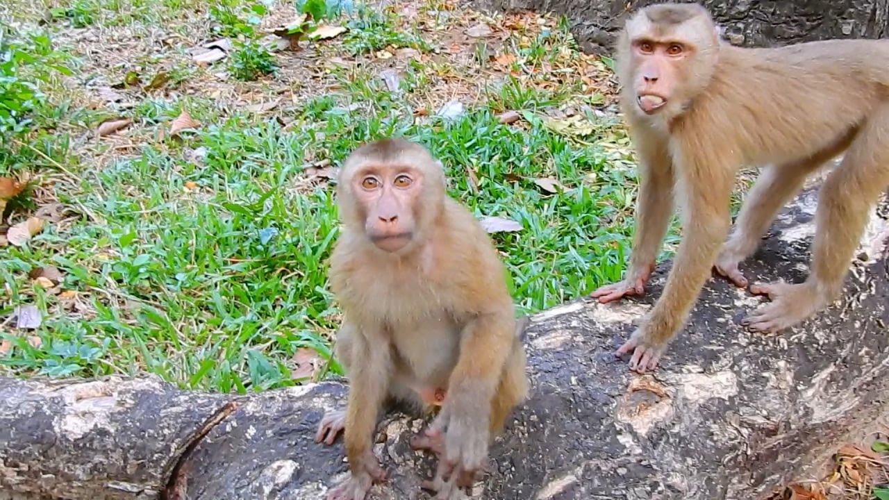 Lovely Jimmy monkey Ricky and other monkeys happy to eat rice - YouTube