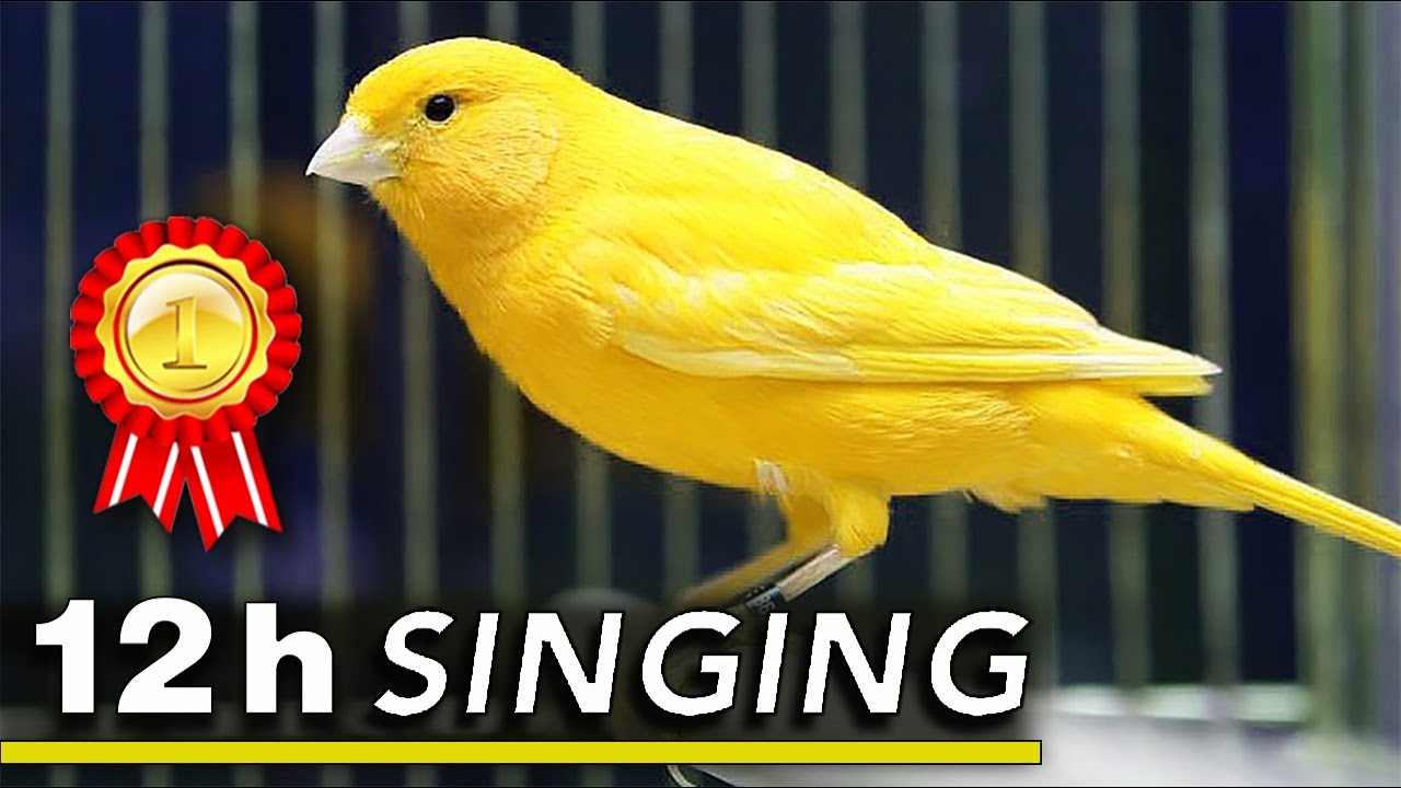 Canary singing 12h The Best Training Song - Champion - YouTube