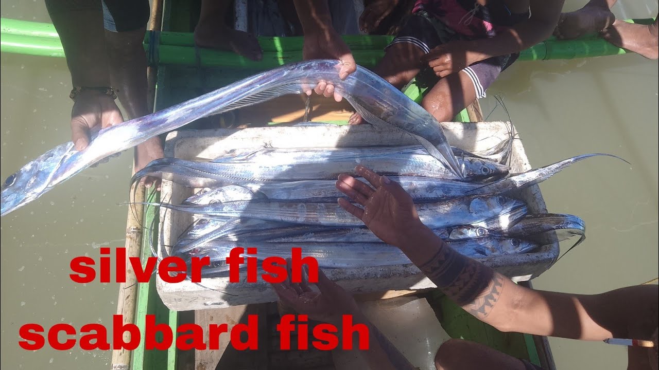 liwit/scabbard fish/rebbon fish/spada/silverfish@allaroundtv - YouTube