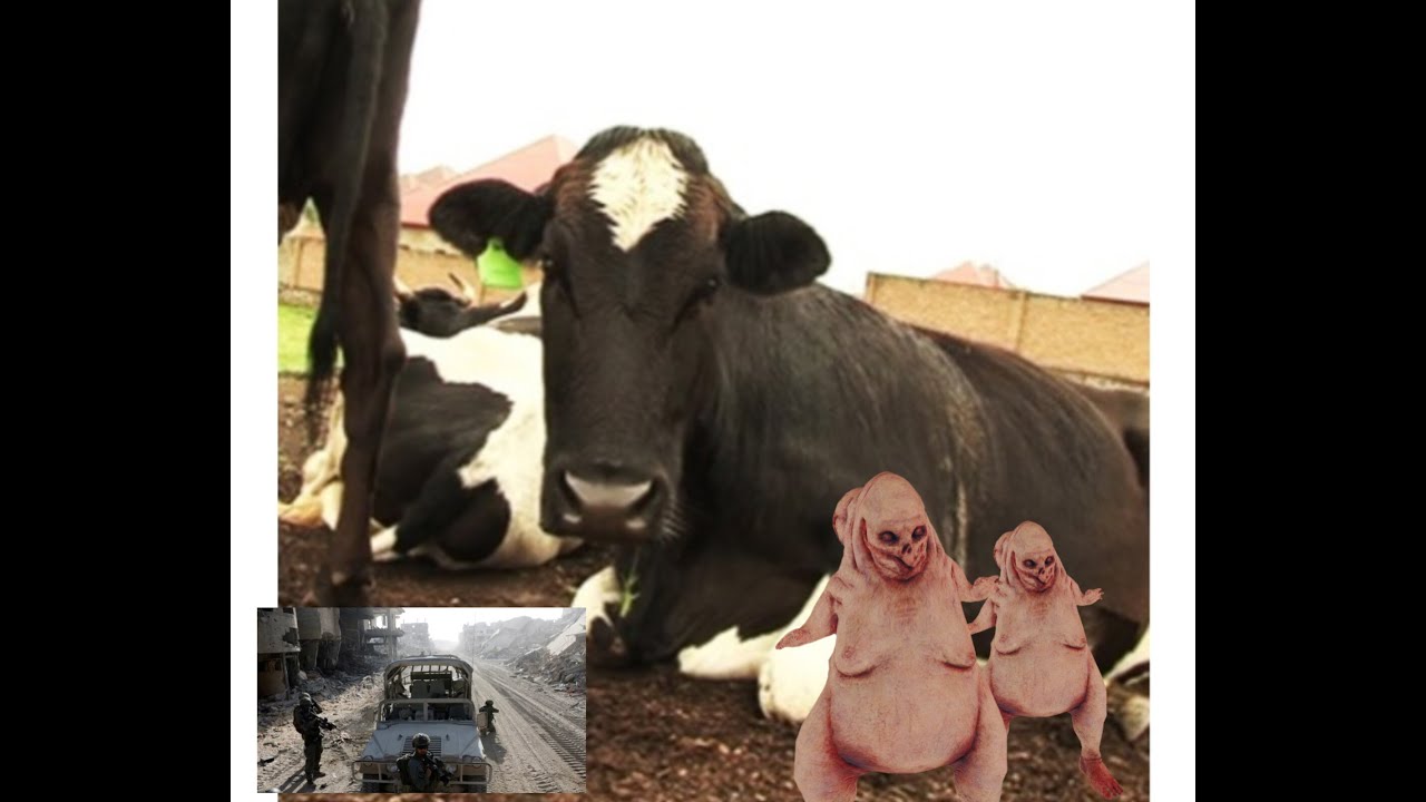 Umugabo yasambanyije inka ayitera inda ibyara abana 2 b'impanga zisa nk ...