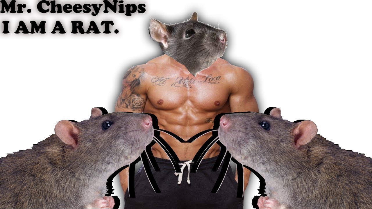 Mr. Cheesynips - I AM A RAT. - YouTube