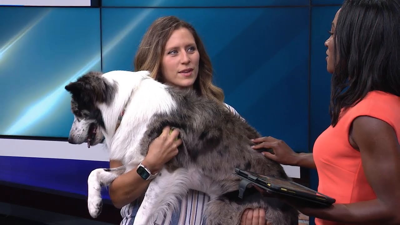 Dog training tips from celebrity dog trainer - YouTube