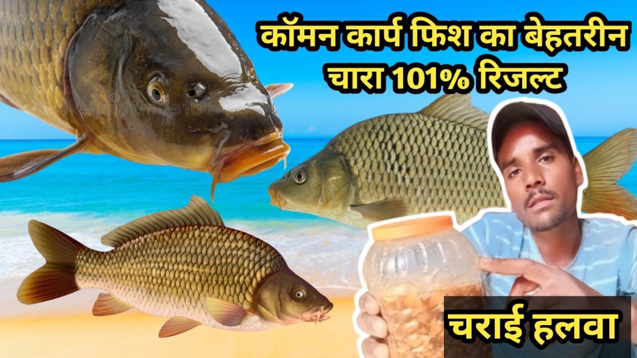 Common carp machhali ka chara 101% results #fishing #video - YouTube