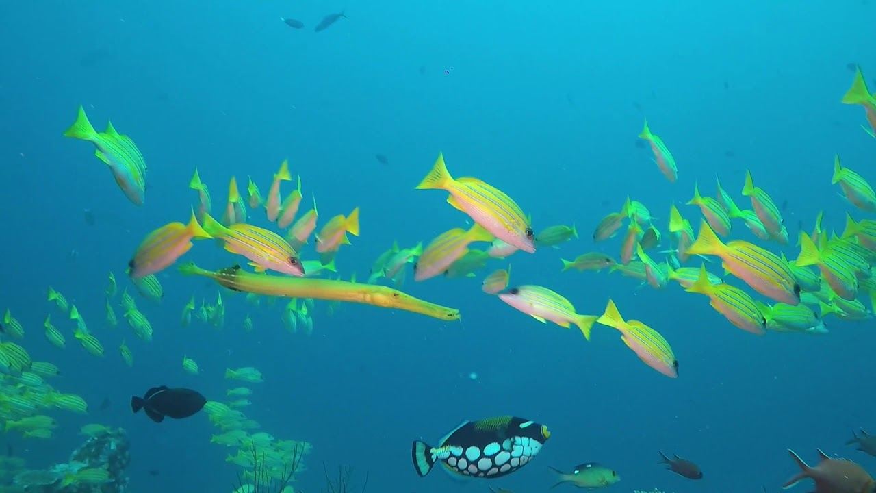 Yellow Grunts and a Yellow Coranetfish - YouTube