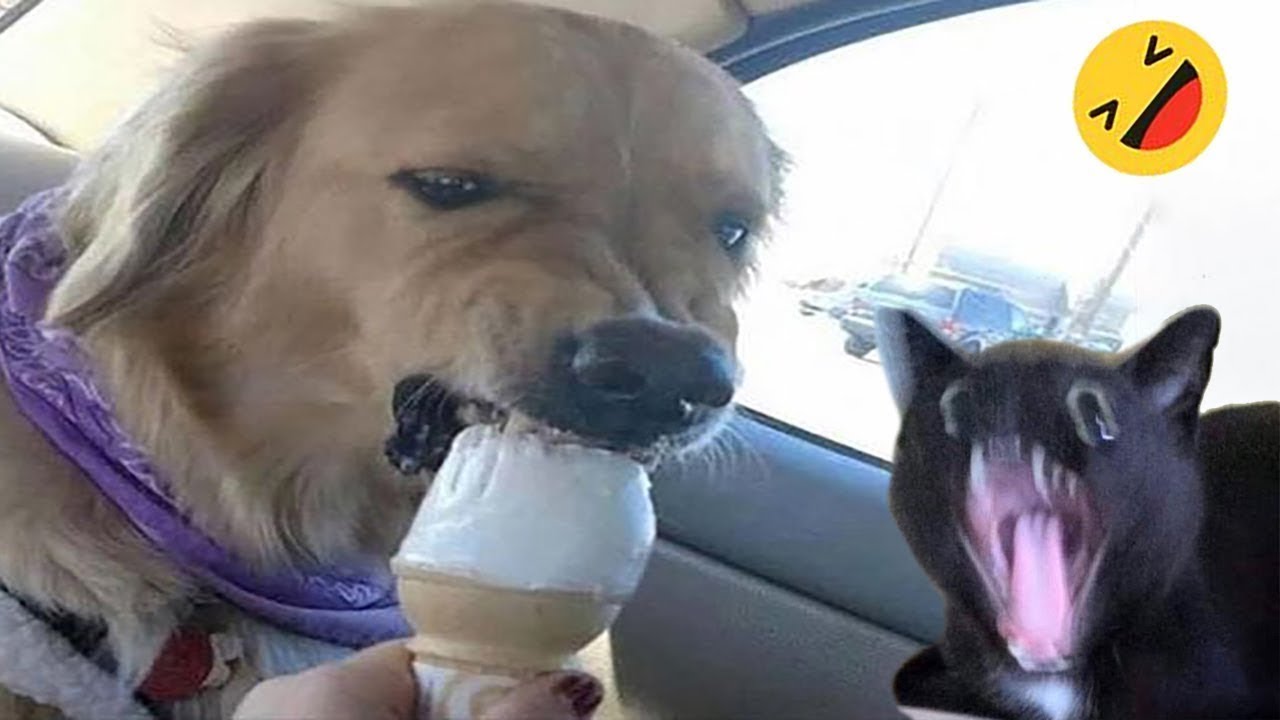 The Best Funny Cat and Dog Compilation Ever - YouTube