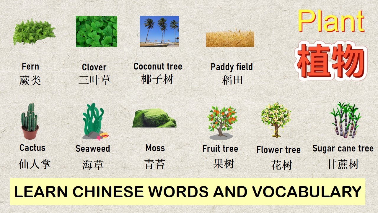 Chinese Words and Vocabulary 学中文《植物 PLANT》- LEARN CHINESE MANDARIN FOR ...