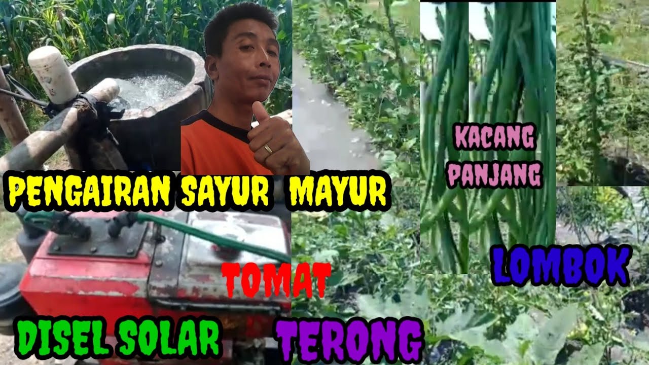 Saatnya Pengairan Sayur Kacang Panjang Terong Tomat Dan Cabe