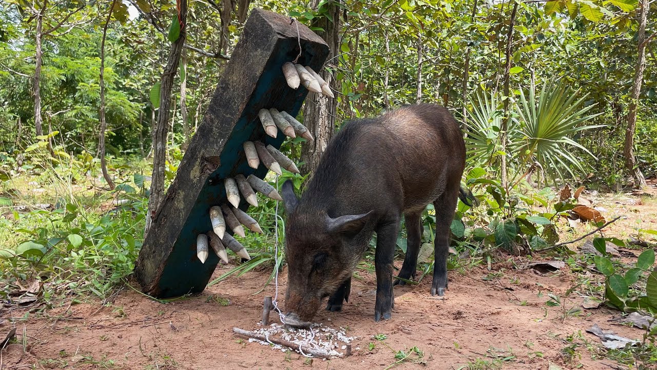 Giant Wild Boar Trap - The Power Pig Trap Make from Big Sharp Wood # ...