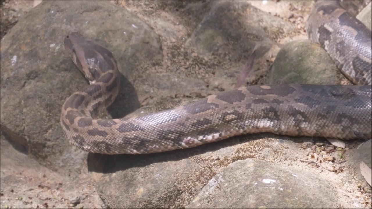 Insects, Python, King cobra, JUNE 15, 2020 - YouTube