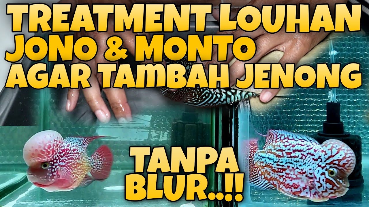 Treatment Ikan Louhan Jono And Lohan Monto Agar Tambah Jenong Si Lou Han