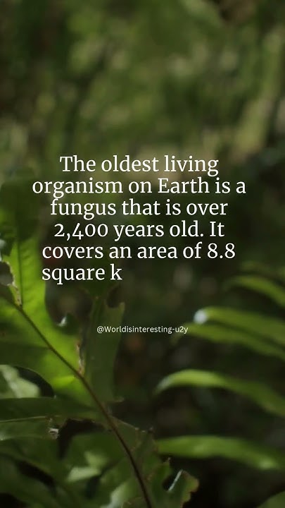 The Oldest Living Thing on Earth! - YouTube