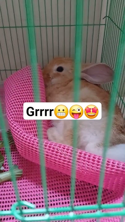I Am So So Mad With Mommy But I Still Love Her So Muchhh😬🤩🤩 Cuterabbit