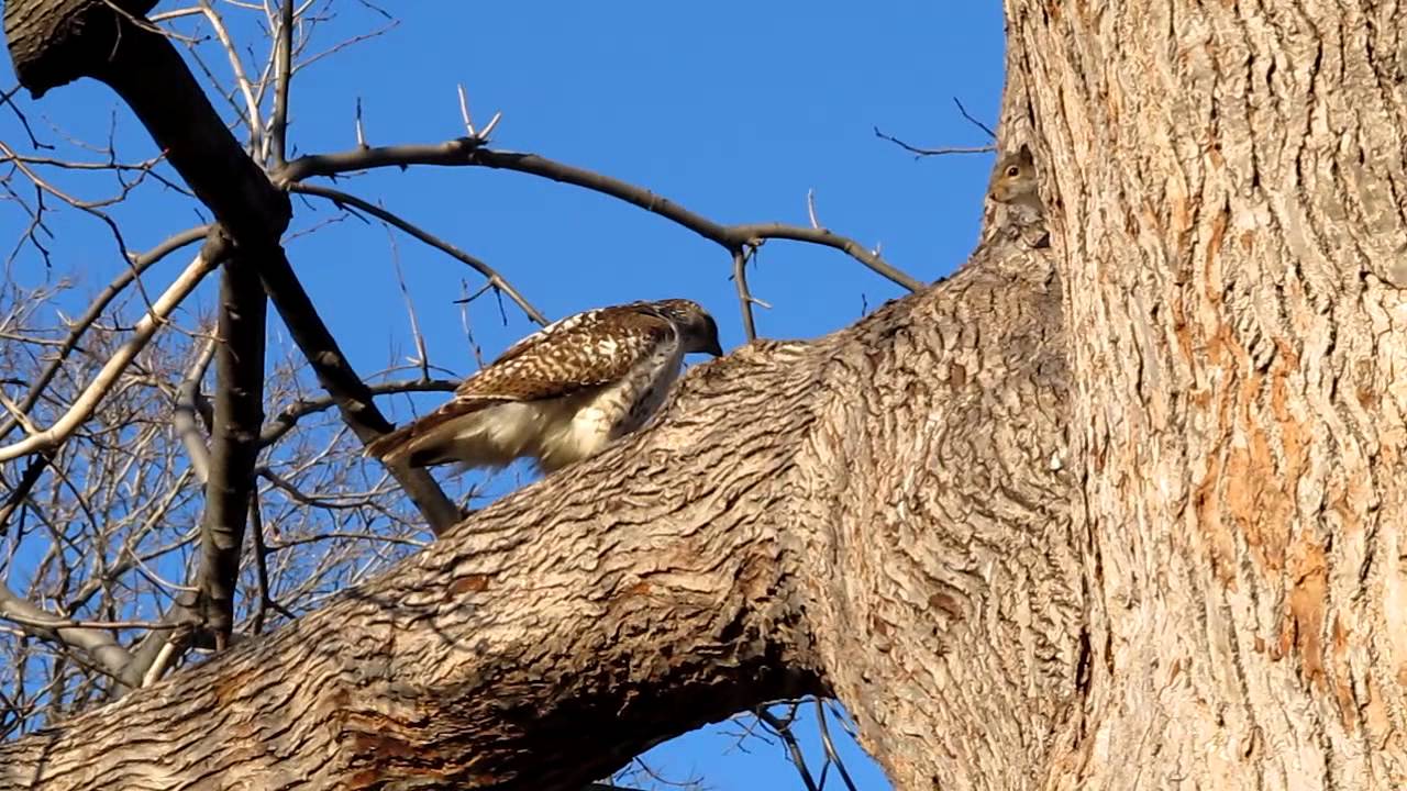 Red-Tailed Hawk vs Squirrel - YouTube