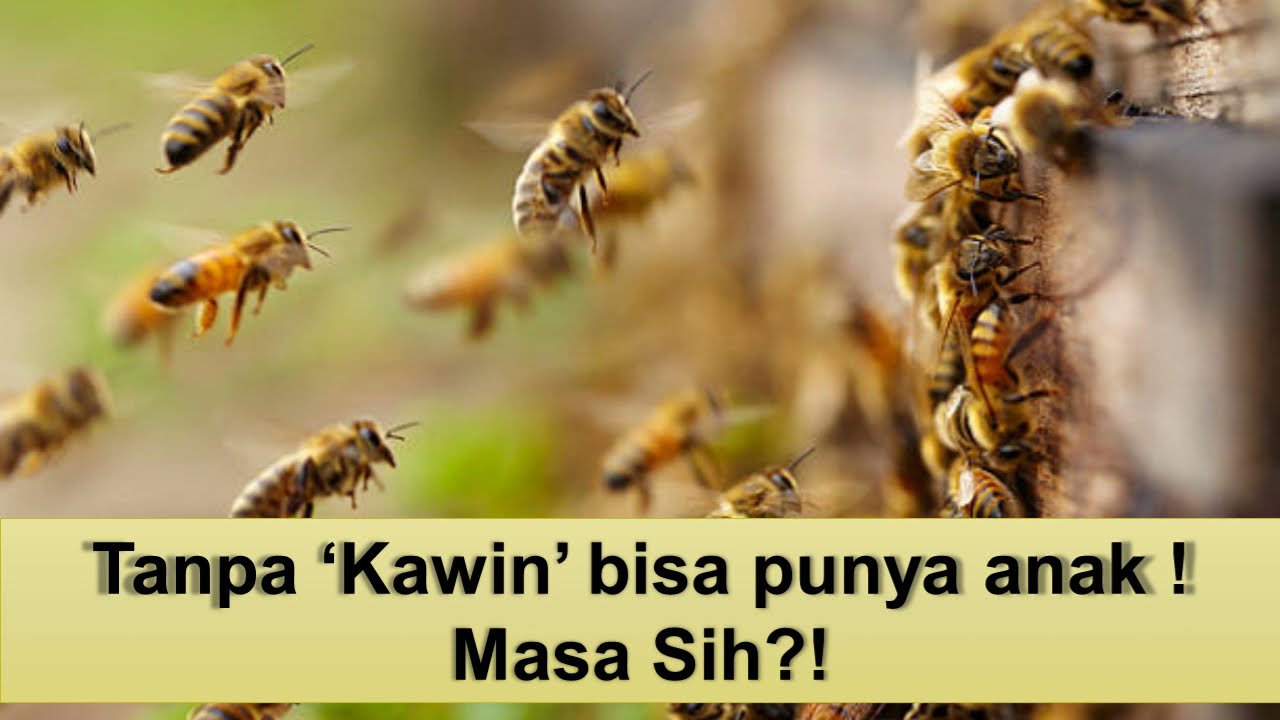 Partenogenesis ! - YouTube