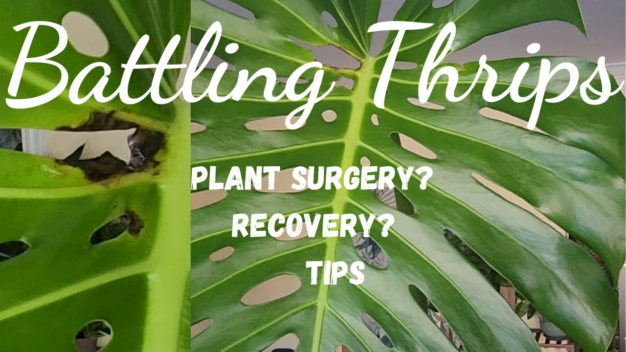 Getting rid of THRIPS on MONSTERA DELICIOSA | DIY Treatment/ Plant ...