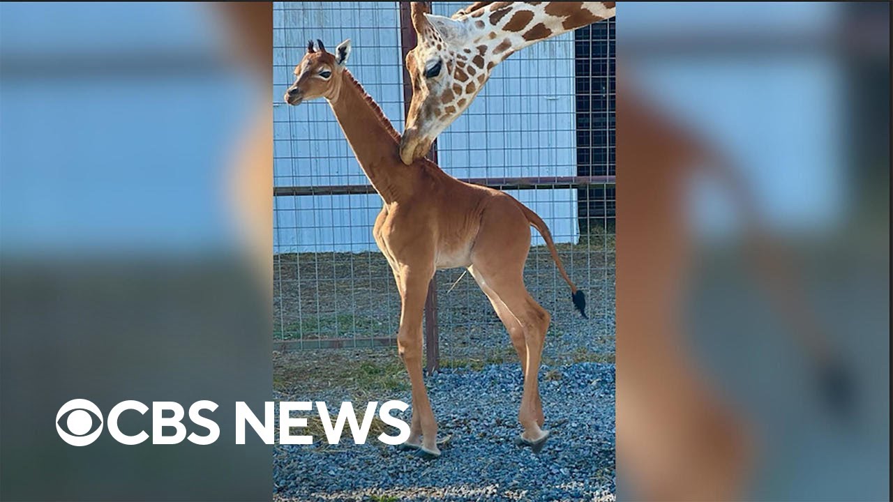 Tennessee zoo welcomes a spotless giraffe - YouTube