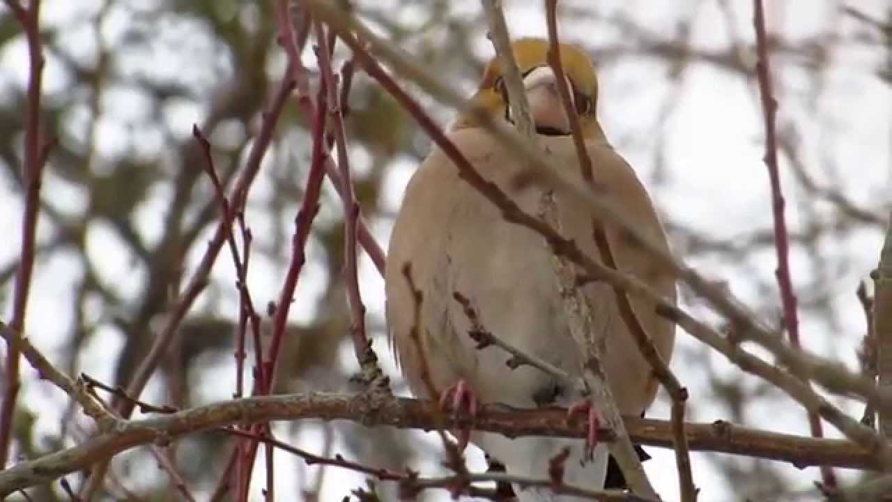 Zimsko hranjenje ptica - Batokljun - Hawfinch - YouTube